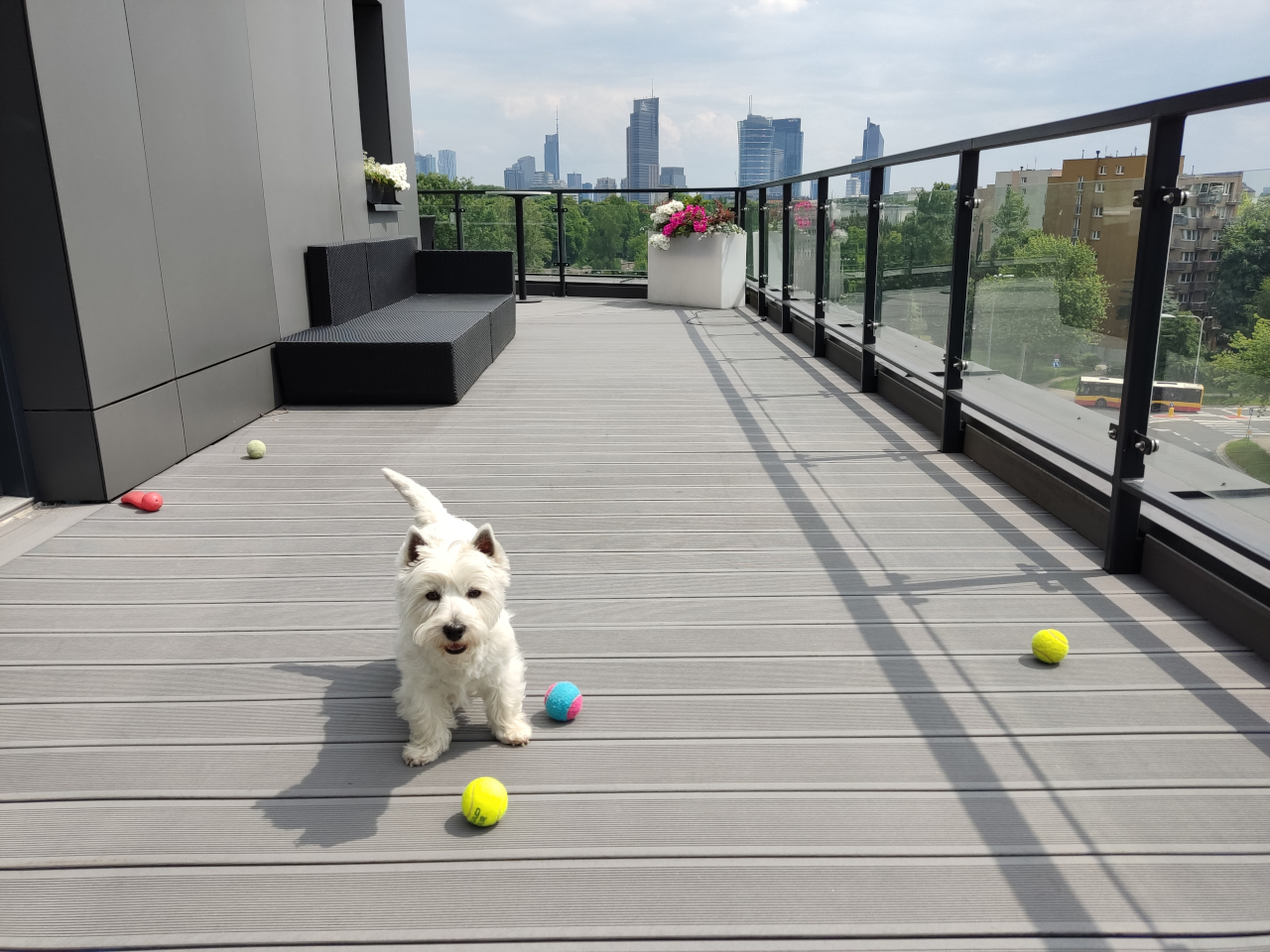 Top 5 Best Toys For Westies Play Top 5 Best Toys For Westies Play