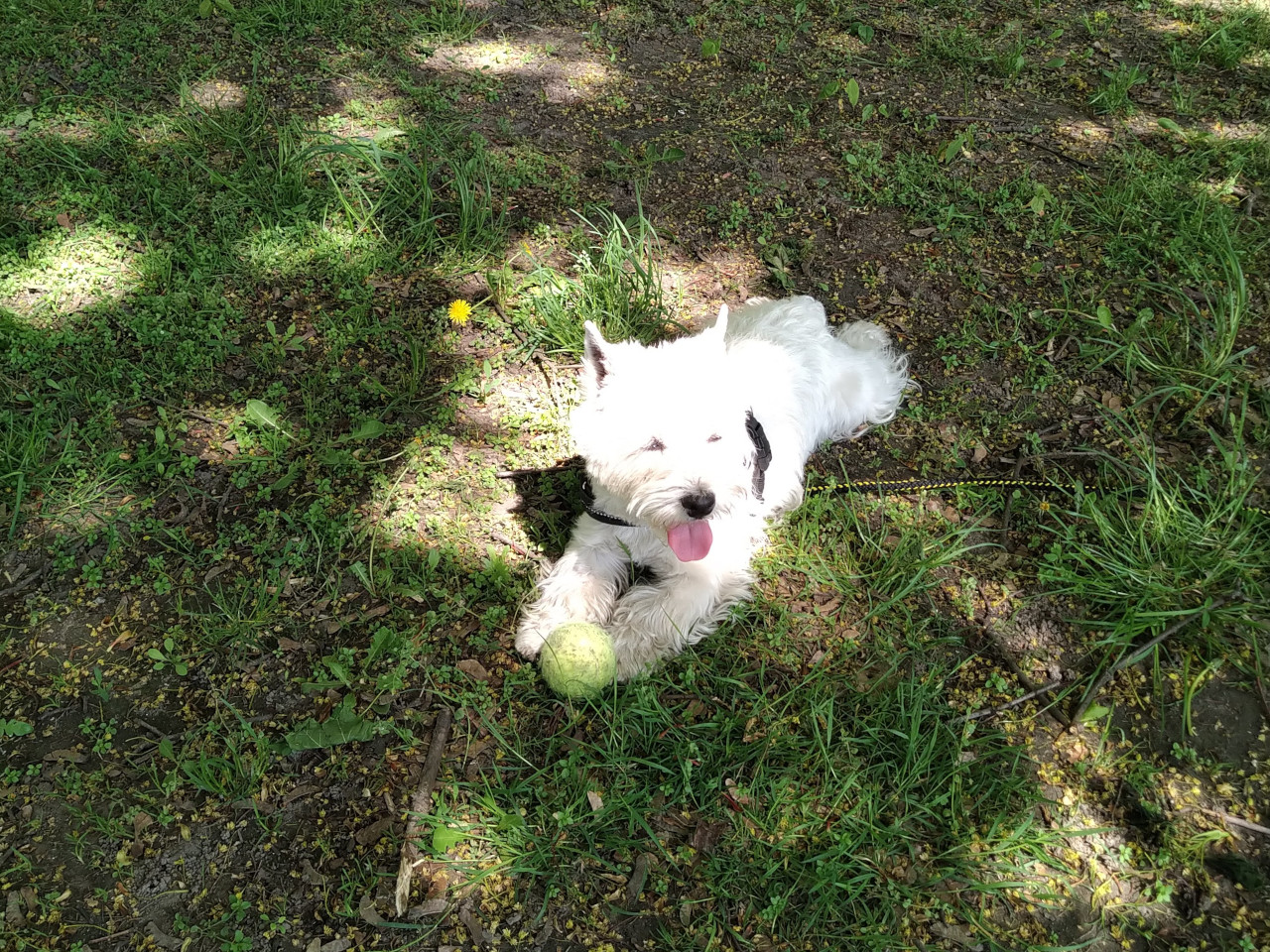 Top 5 Best Toys For Westies Top 5 Best Toys For Westies